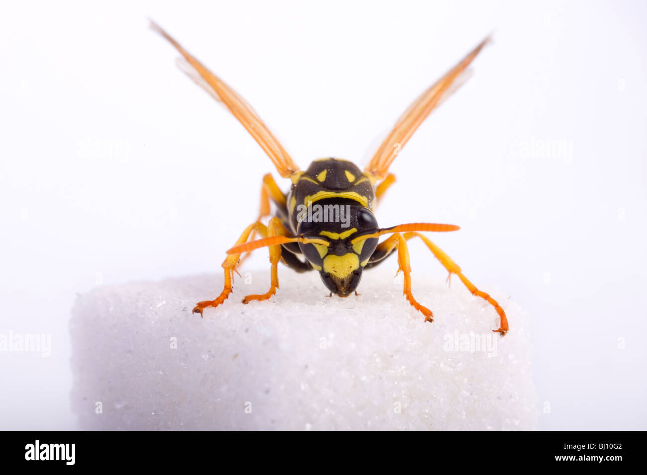 Wasp sugar hi-res stock photography and images - Alamy