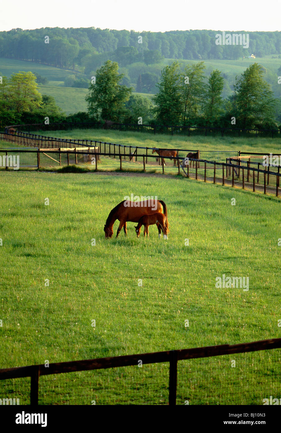 Thoroughbred mare and foal in pasture at sunrise, Five Star Farm ...