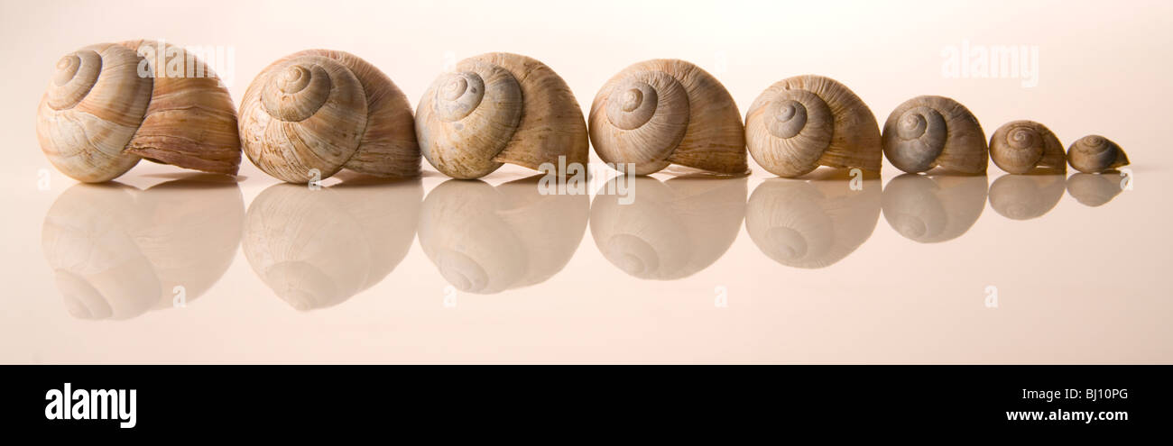 Gastropoda symbol hi-res stock photography and images - Alamy