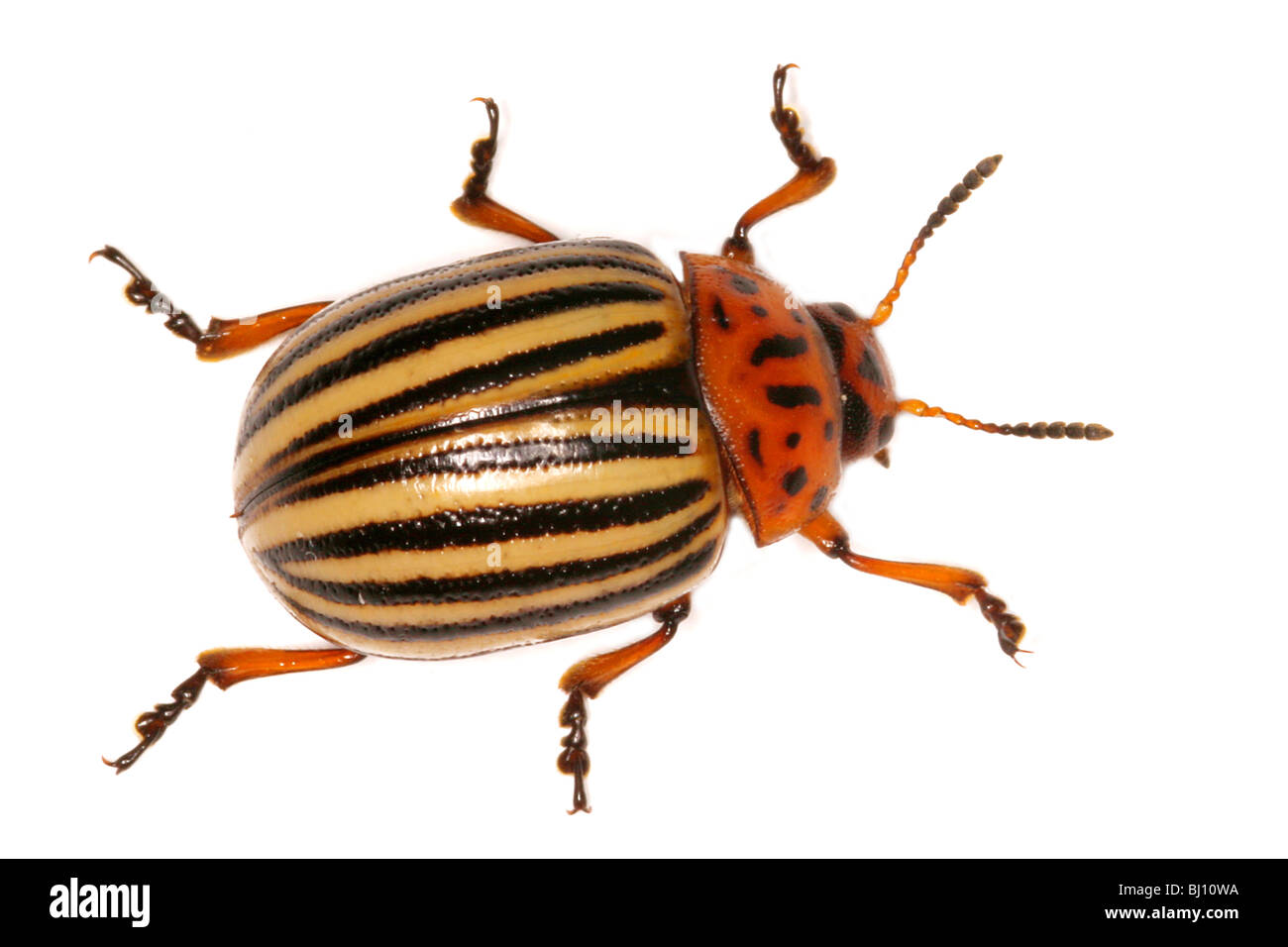 Potato bug Cut Out Stock Images & Pictures - Alamy