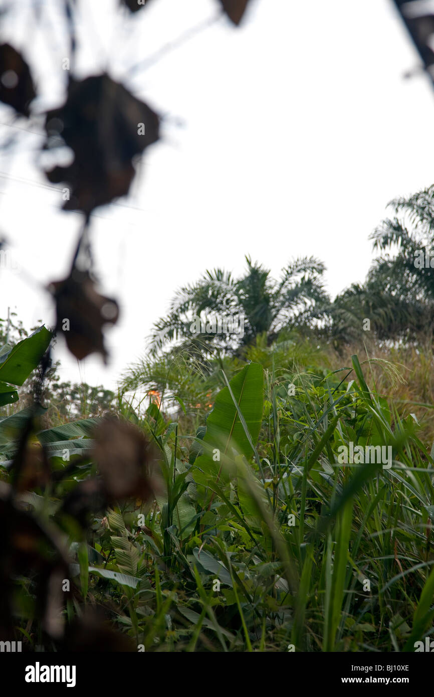 Oil waste pits and pipes in the Ecuadorian Amazon created by Texaco Oil ...
