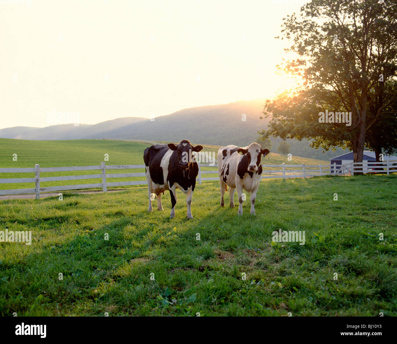 Dairy cows usa spring hi-res stock photography and images - Alamy