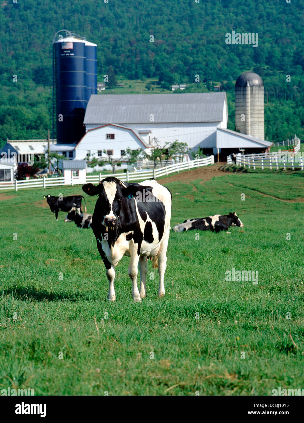 Holstein dairy cows on the Lonely Spot Farm, near Bellefonte, central ...