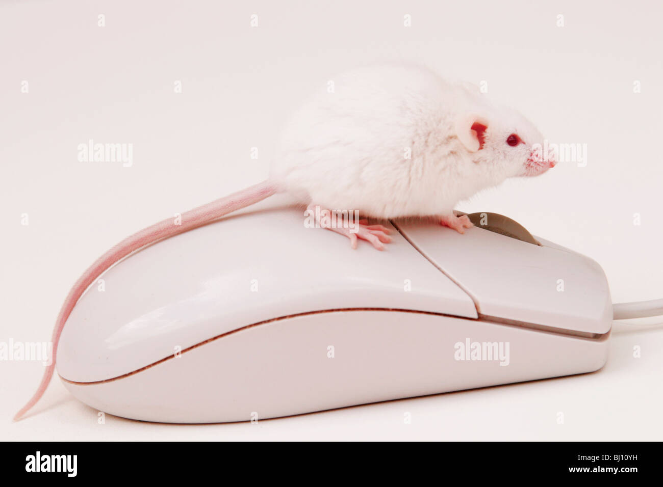 mouse and mouse Stock Photo - Alamy