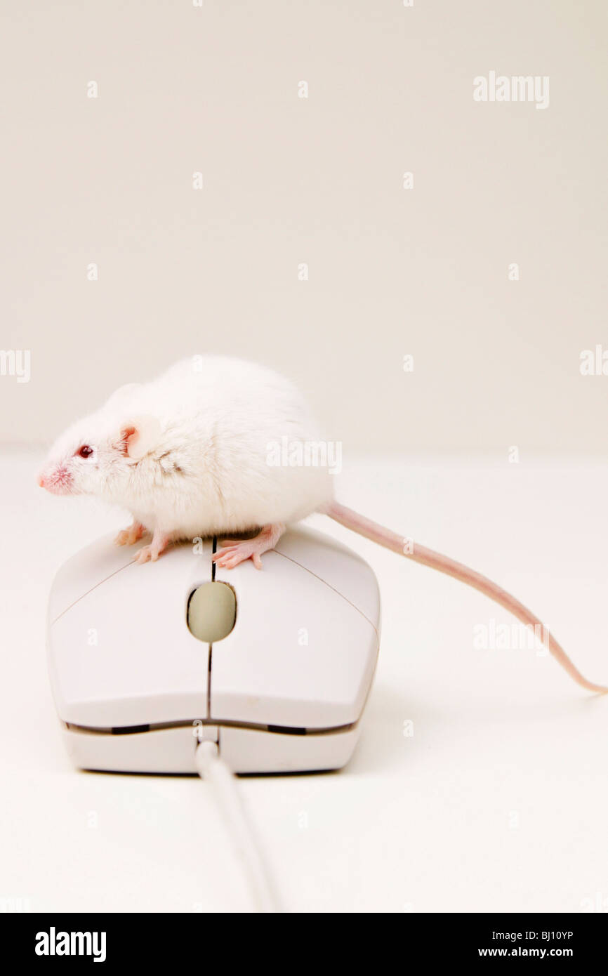 mouse and mouse Stock Photo - Alamy
