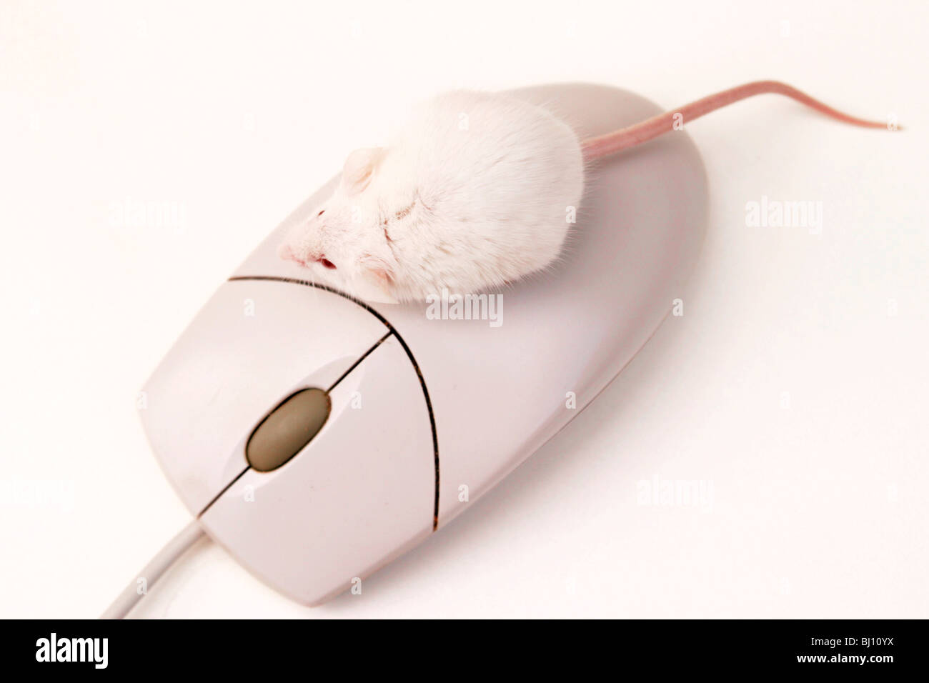 mouse and mouse Stock Photo - Alamy