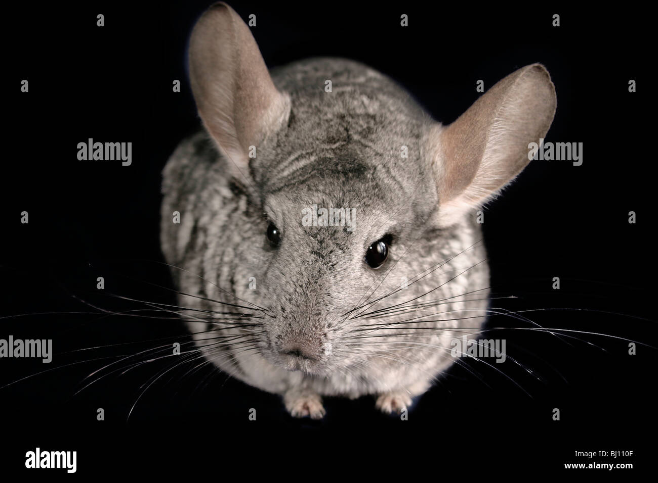 Feeding chinchillas hi-res stock photography and images - Alamy