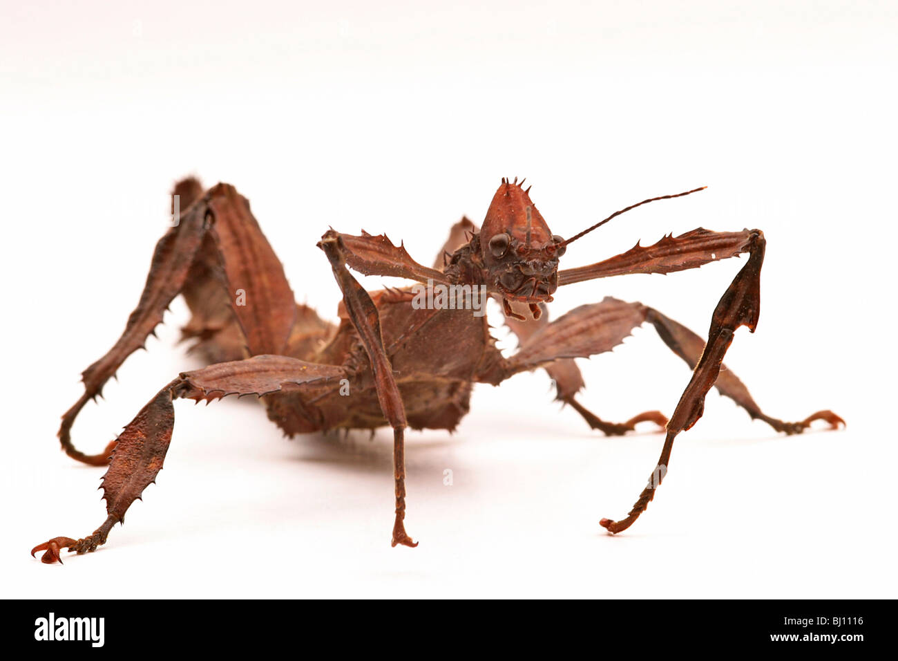 Tiaratum extatosoma insects hi-res stock photography and images - Alamy