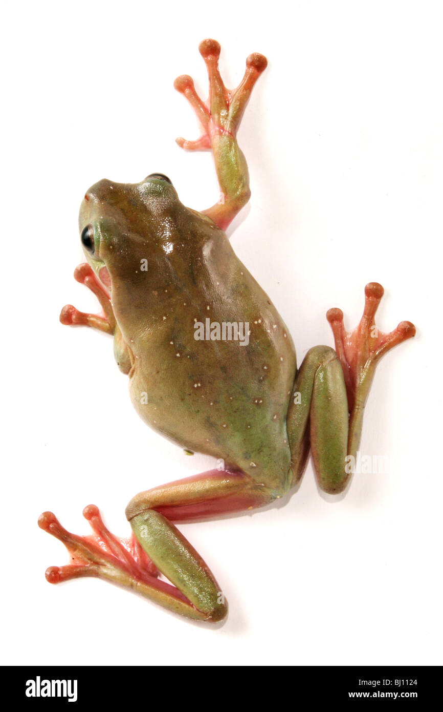 Litoria caerulera hi-res stock photography and images - Alamy
