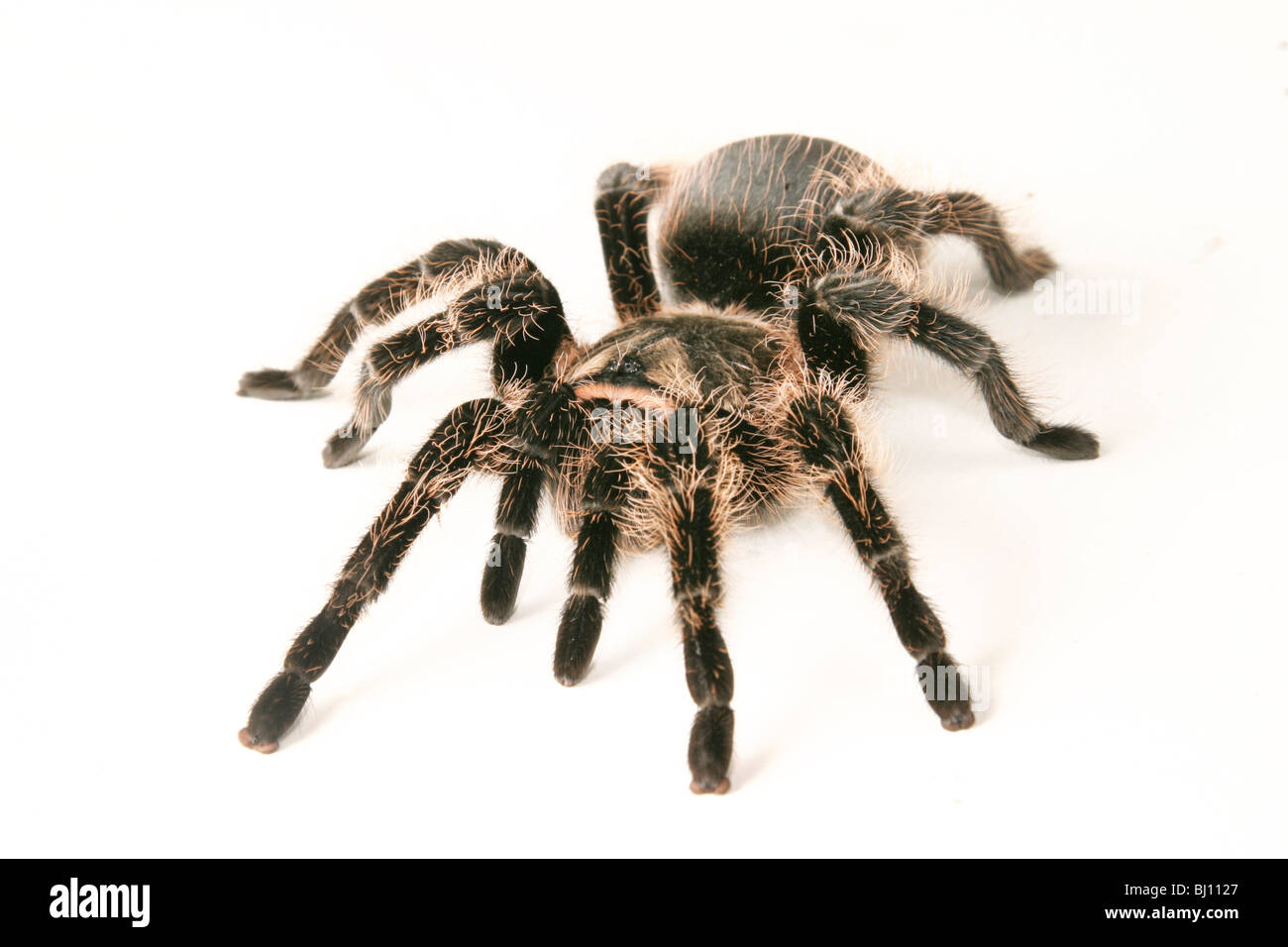 Bird spiders hi-res stock photography and images - Alamy