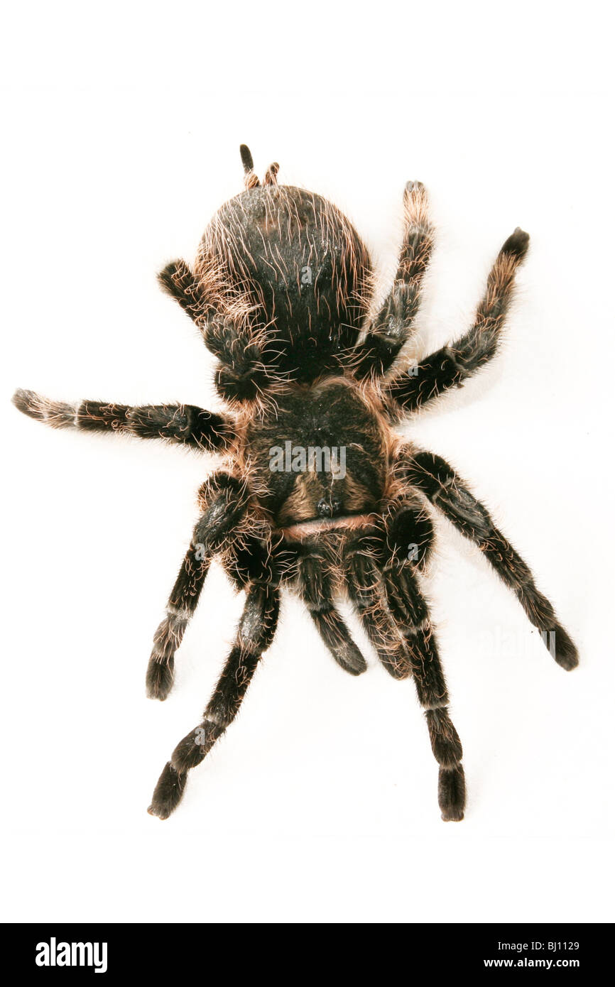 Bird spiders hi-res stock photography and images - Alamy