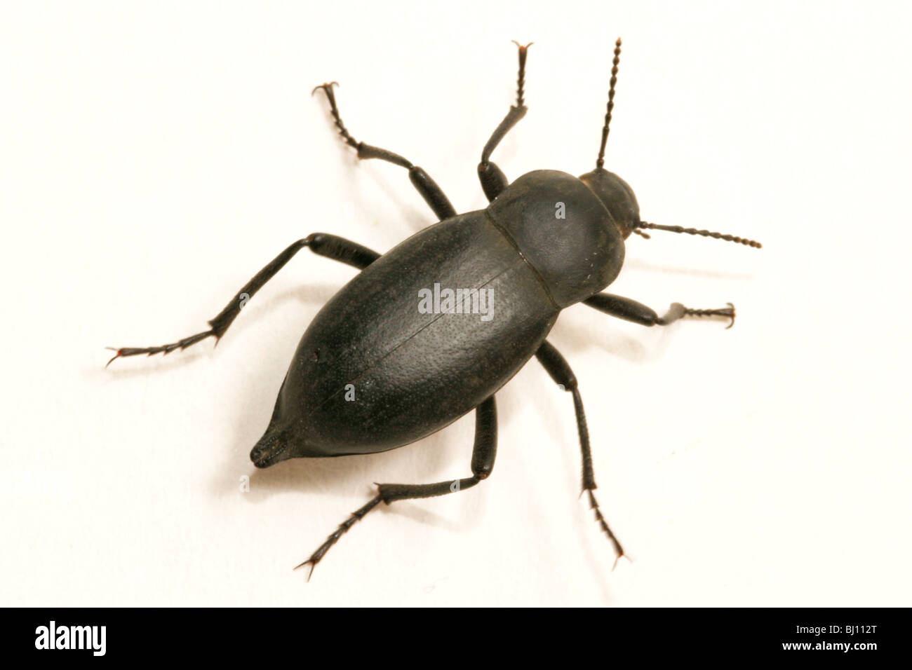 Xestobium hi-res stock photography and images - Alamy