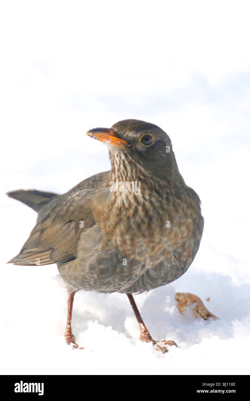 Merle bird Cut Out Stock Images & Pictures - Alamy