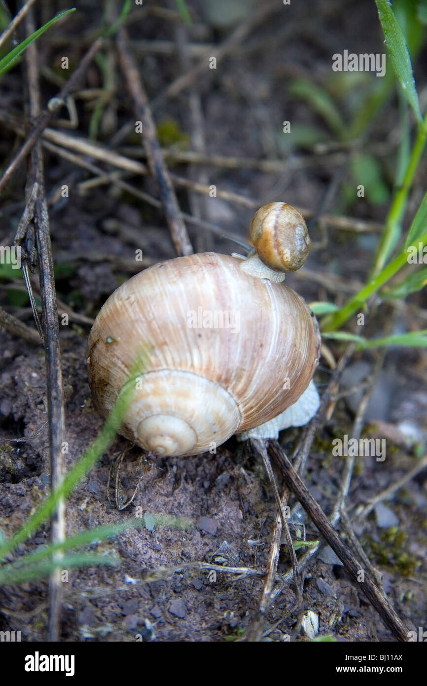 Moon snails hi-res stock photography and images - Alamy