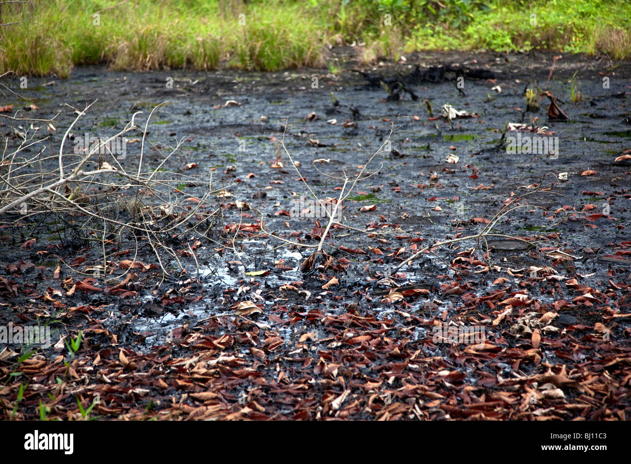Oil waste pits and pipes in the Ecuadorian Amazon created by Texaco Oil ...