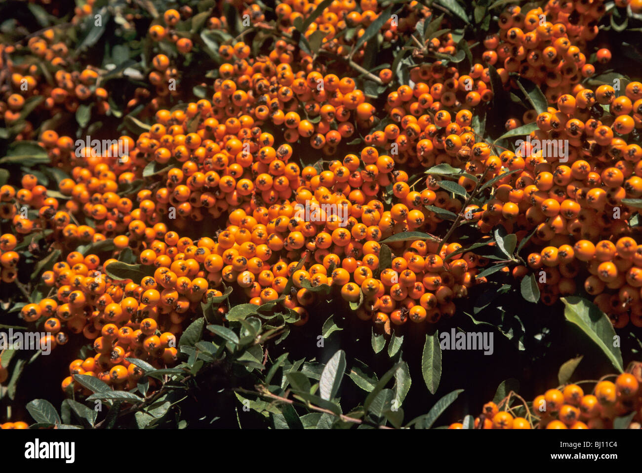 pyracantha (firethorn) evergreen shrub Stock Photo - Alamy