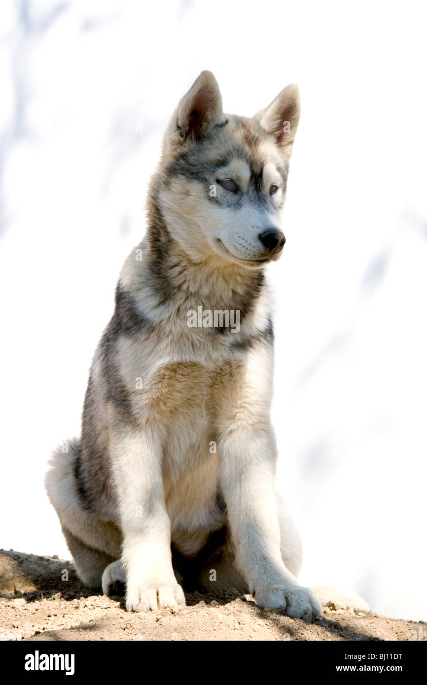 husky pedigree dog Stock Photo - Alamy