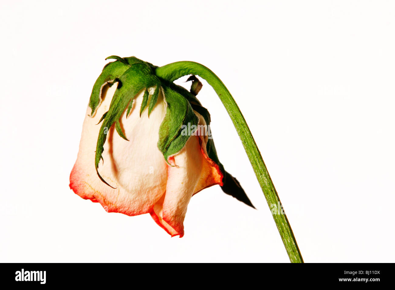 Faded flowers Cut Out Stock Images & Pictures - Alamy