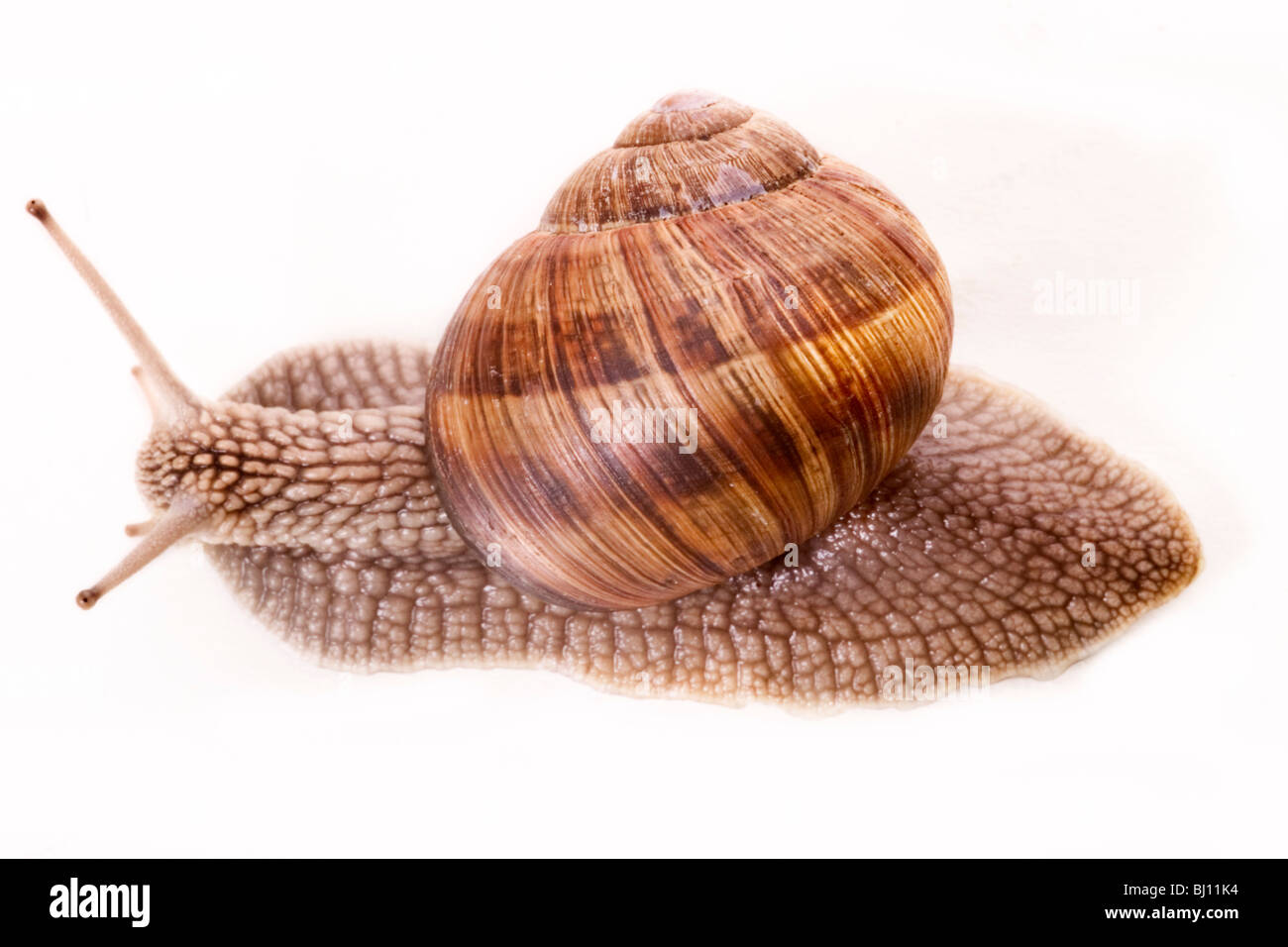 Large helix Cut Out Stock Images & Pictures - Alamy