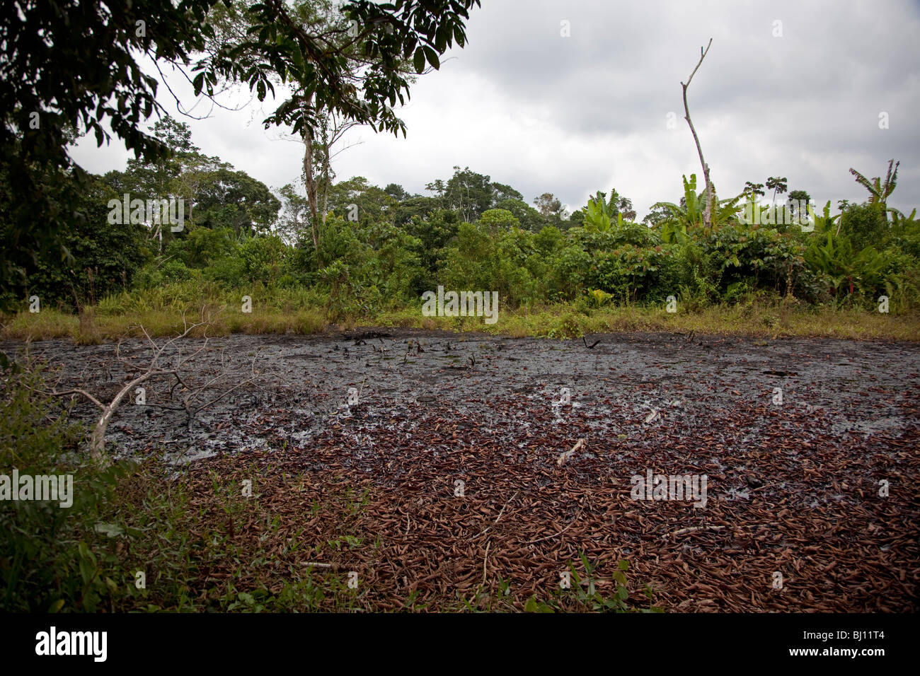 Oil waste pits and pipes in the Ecuadorian Amazon created by Texaco Oil ...