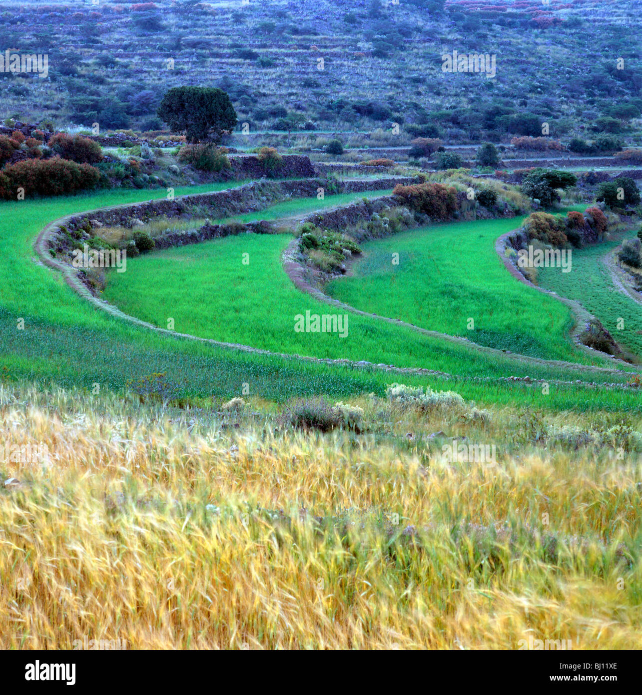 Landscape view of terraced farm fields near Soudah, Asir Region, Saudi ...