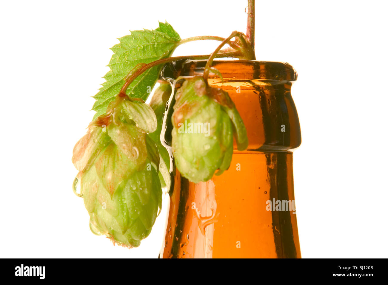 hop in a beerbottle Stock Photo - Alamy