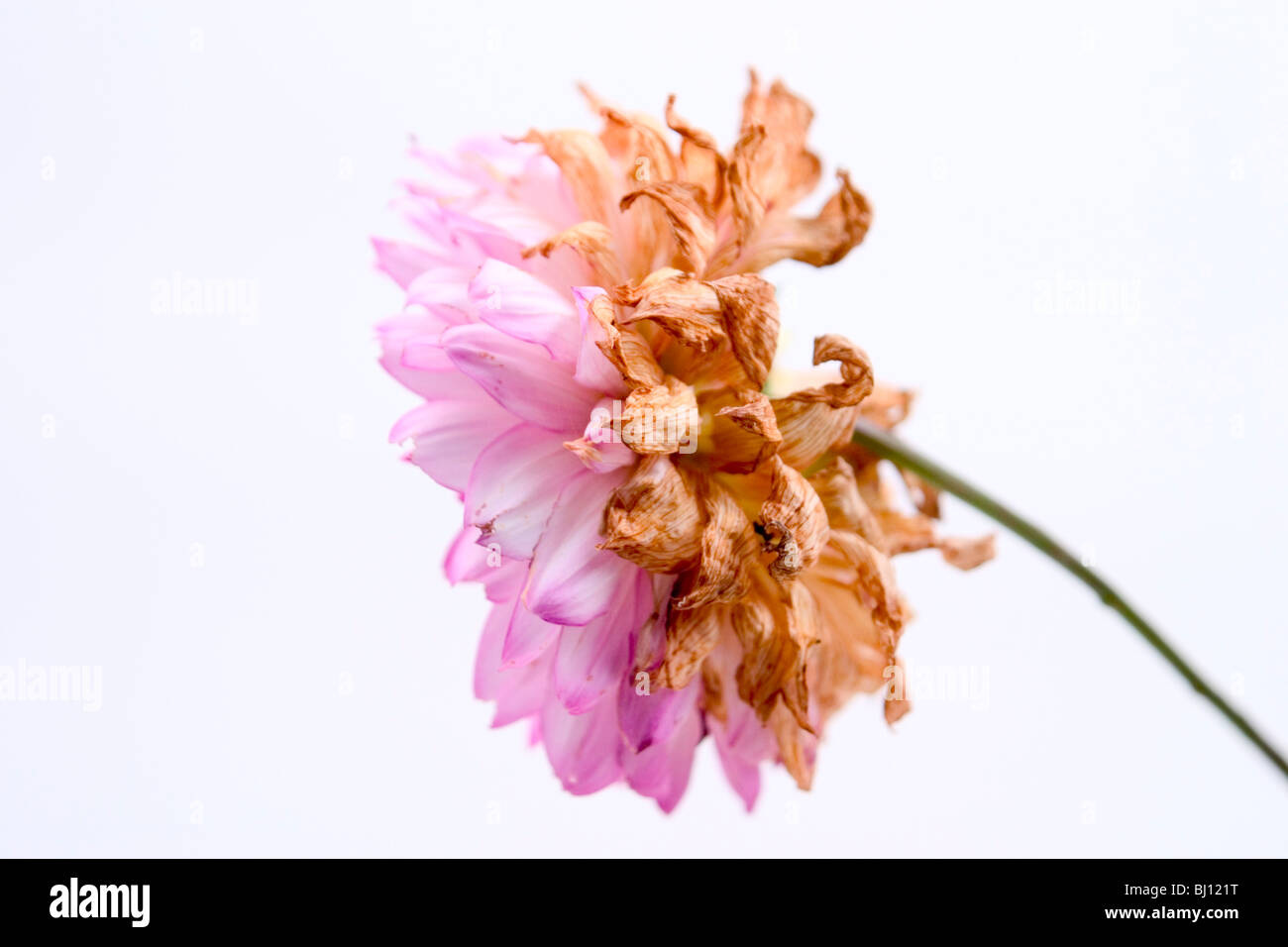 Faded flower hi-res stock photography and images - Alamy