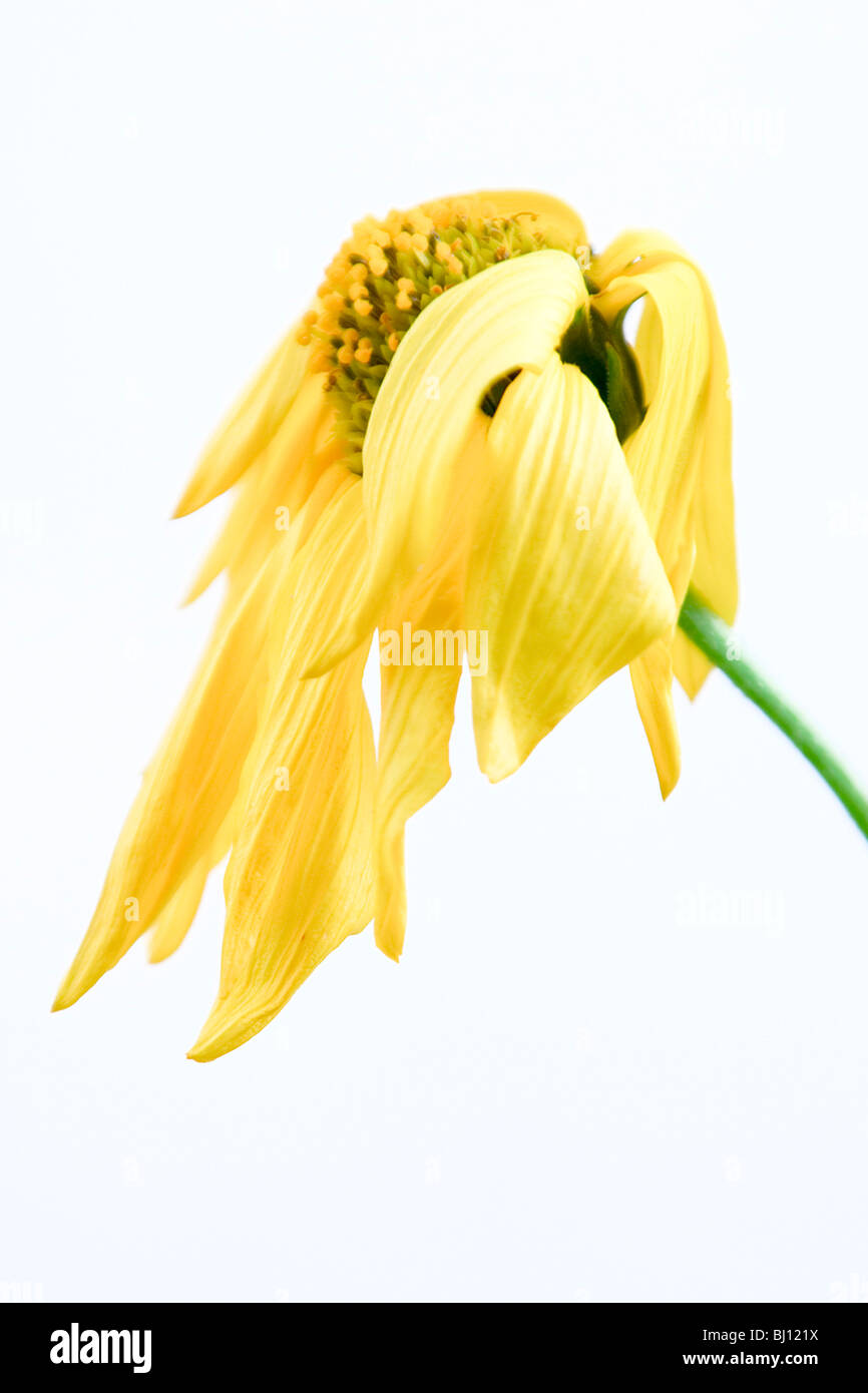 Faded flowers Cut Out Stock Images & Pictures - Alamy