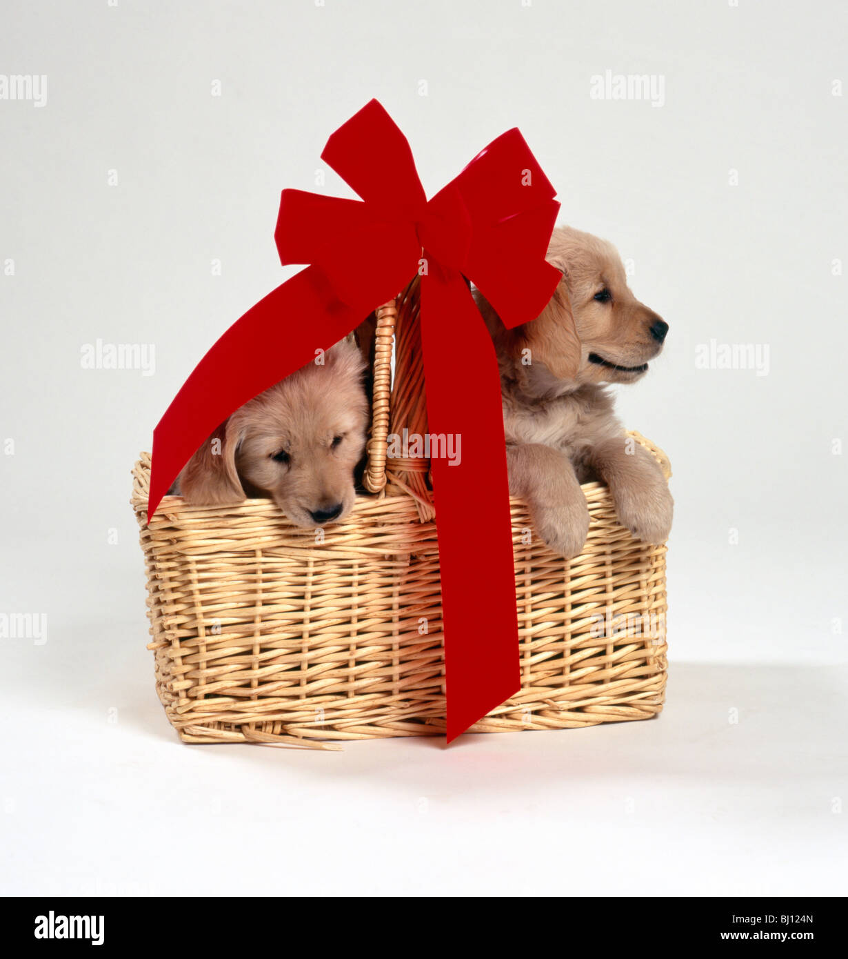 Two Golden Retriever puppies in a wicker basket with a red bow Stock ...