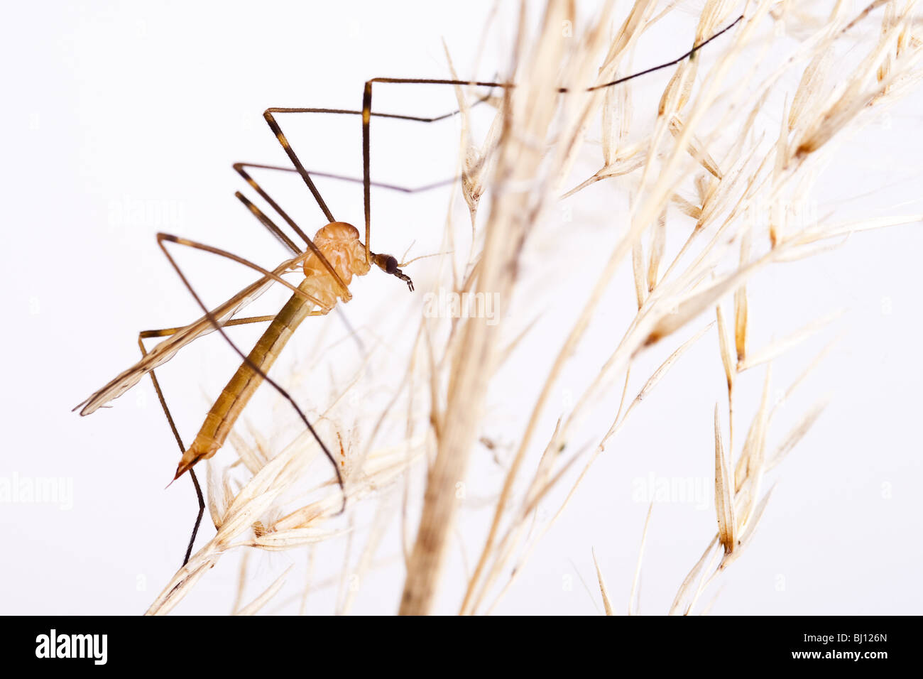 Tipulidae hi-res stock photography and images - Alamy