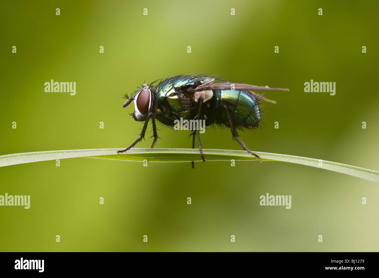 Greenbottle hi-res stock photography and images - Alamy