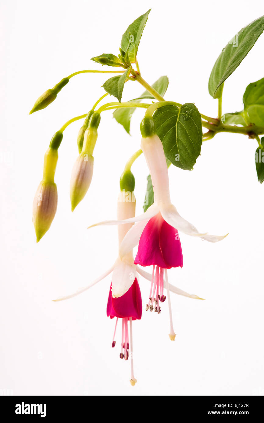 Fuchsia plants Cut Out Stock Images & Pictures - Alamy
