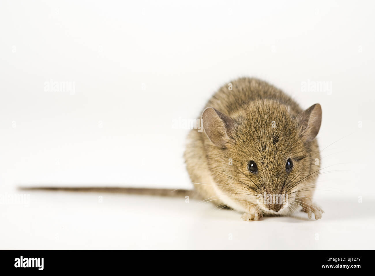 House Mouse (Mus musculus Stock Photo - Alamy