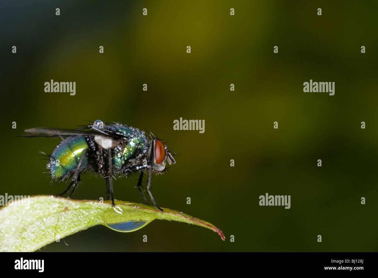 greenbottle fly (Lucilia caesar Stock Photo - Alamy