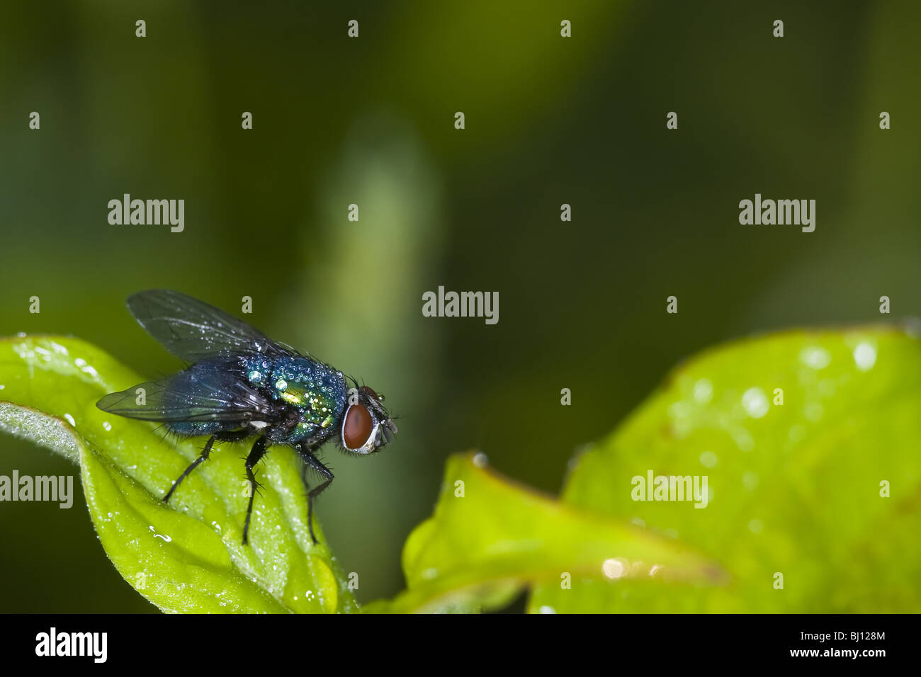 greenbottle fly (Lucilia caesar Stock Photo - Alamy