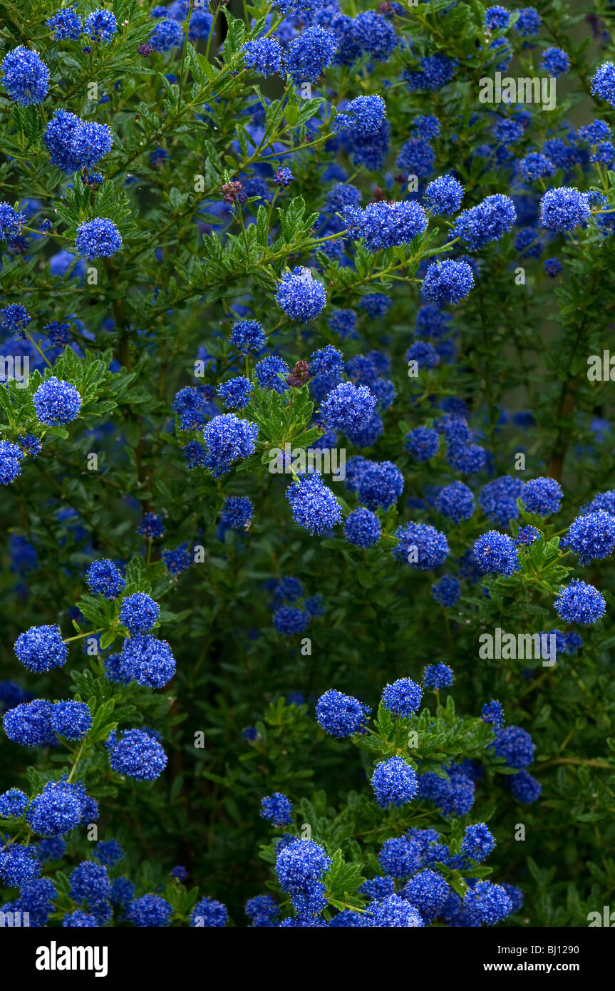 Ceanothus blue hi-res stock photography and images - Alamy