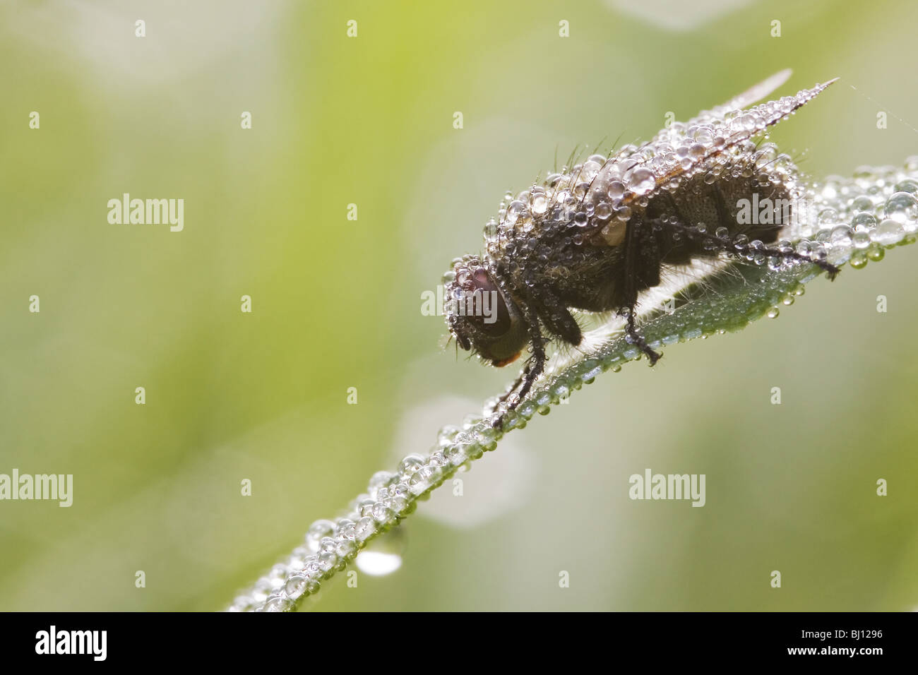 fly with morning dew Stock Photo - Alamy