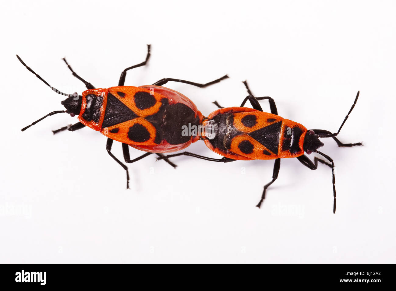 Fire bugs hi-res stock photography and images - Alamy