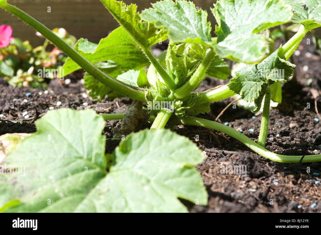 Small courgette hi-res stock photography and images - Alamy