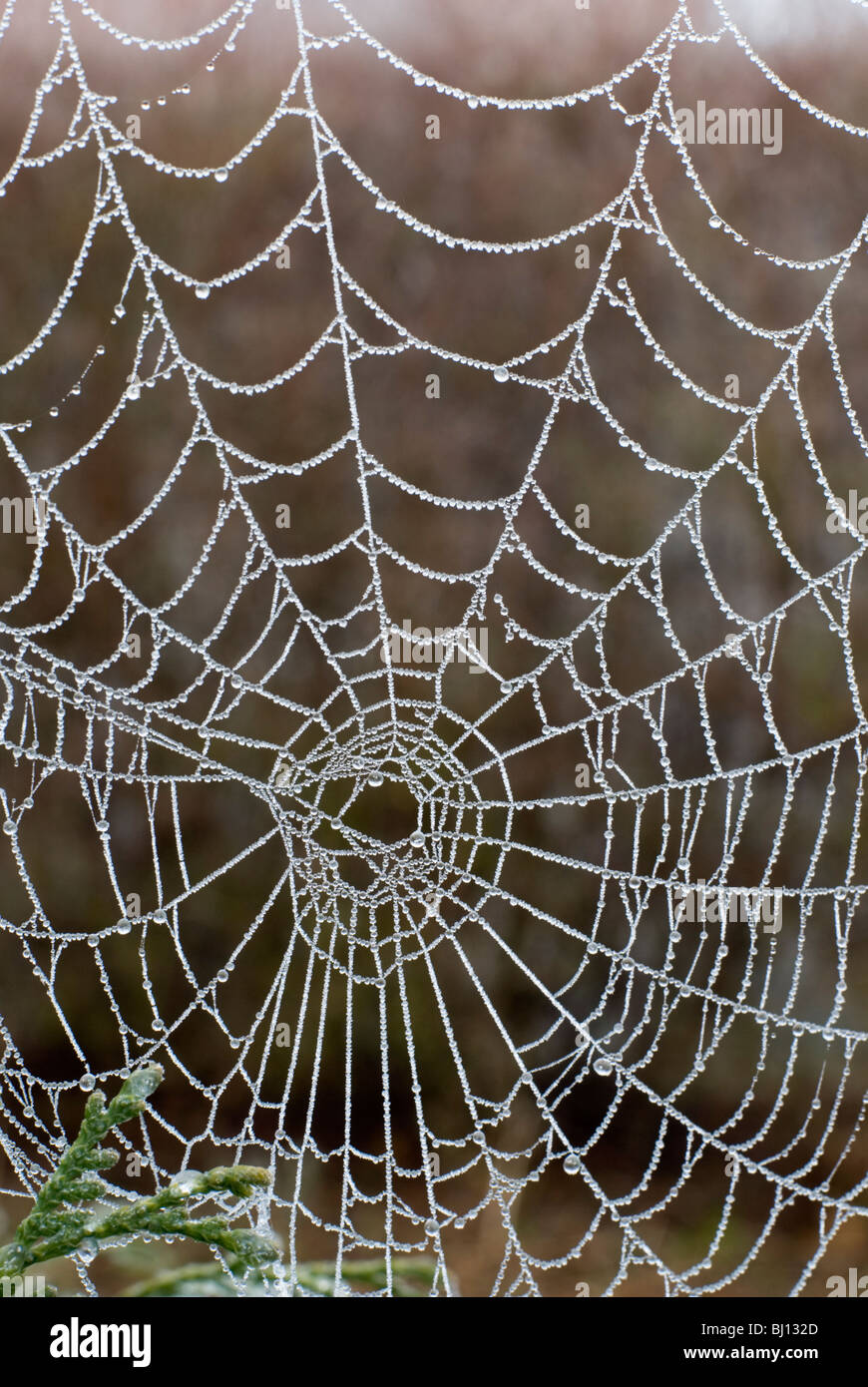 Cobweb spiders hi-res stock photography and images - Alamy