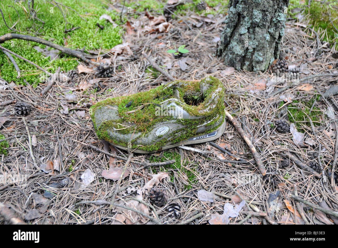 old shoe covered with moss Stock Photo - Alamy