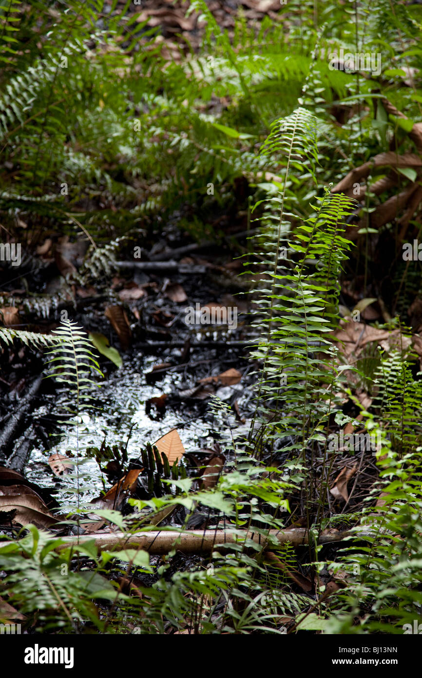 Oil waste pits and pipes in the Ecuadorian Amazon created by Texaco Oil ...