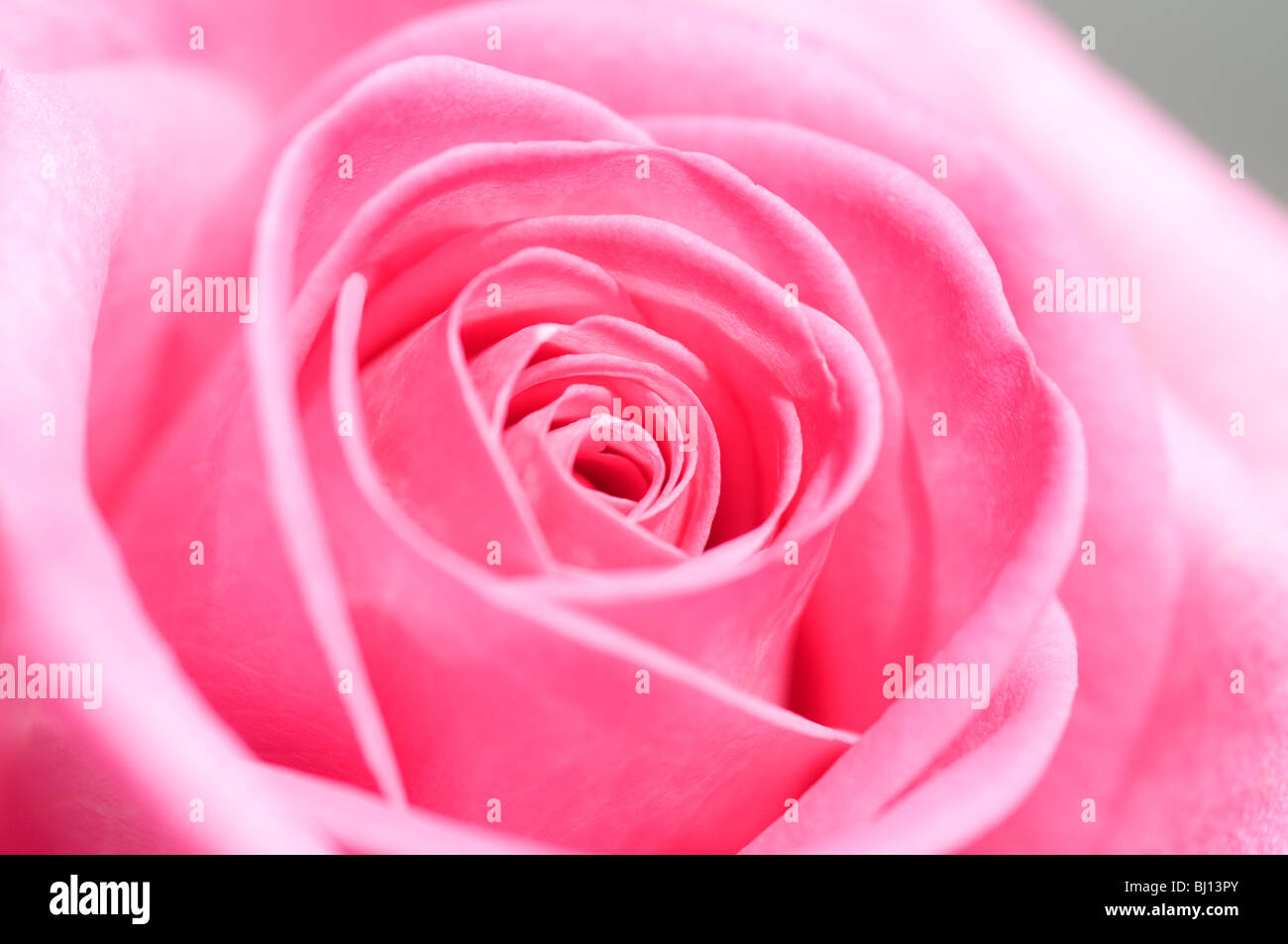Standard rose flower hi-res stock photography and images - Alamy