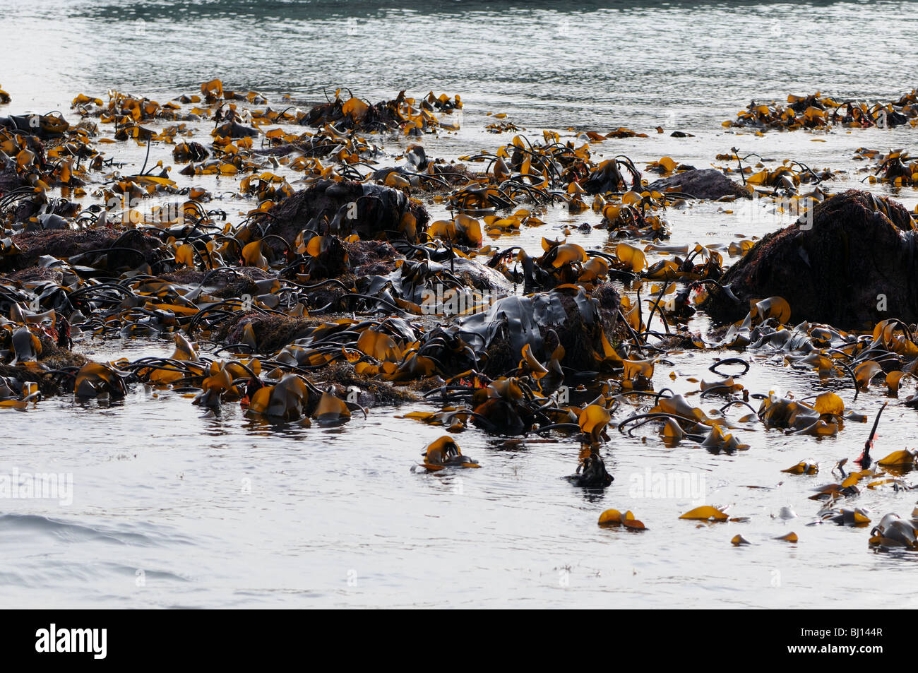 Seaweed kelp floating hi-res stock photography and images - Alamy