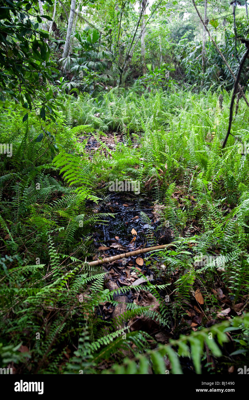 Oil waste pits and pipes in the Ecuadorian Amazon created by Texaco Oil ...