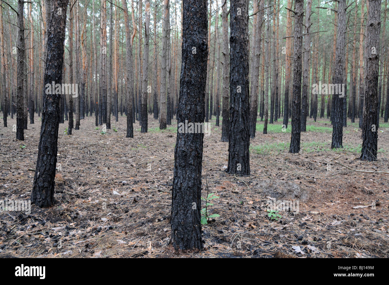 charred trunks after fire in forest Stock Photo - Alamy