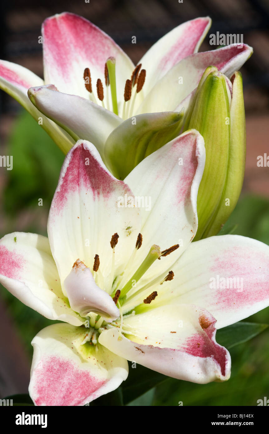 Oriental lily hi-res stock photography and images - Alamy