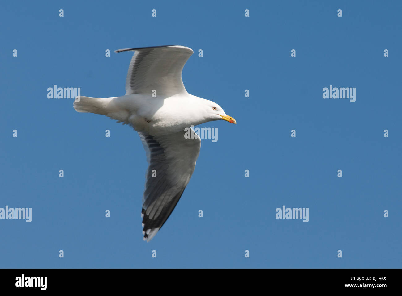 Black Backed Gull in flight against a clear blue sky Stock Photo - Alamy