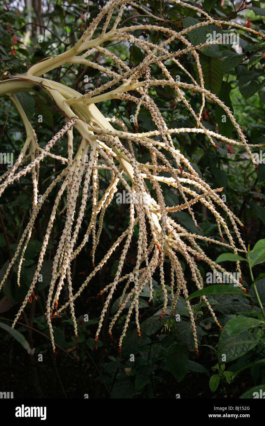 Norfolk Island Palm, Norfolk Palm, Rhopalostylis baueri, Arecaceae ...
