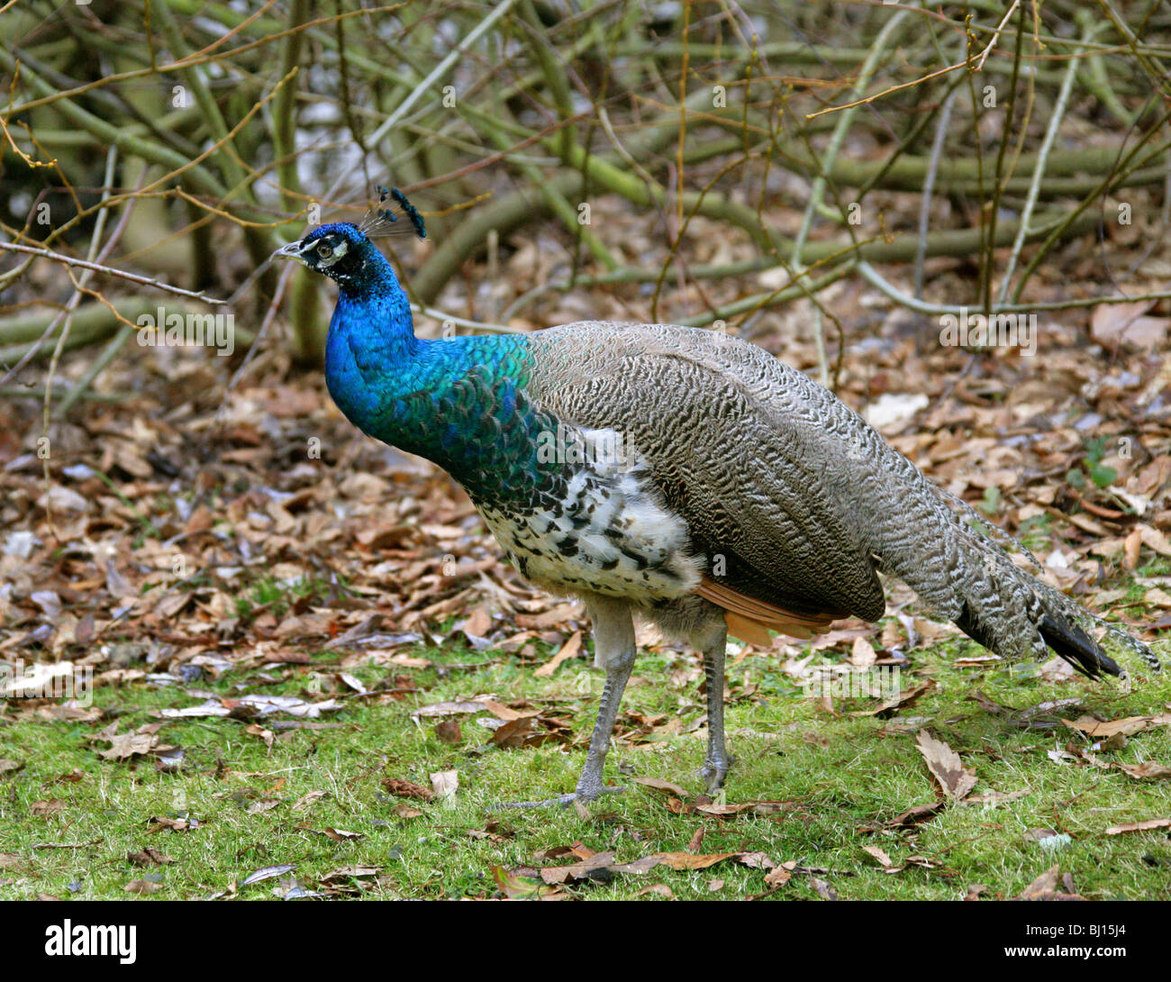 Peacock, Pavo cristatus, Phasianidae, Galliformes Stock Photo - Alamy